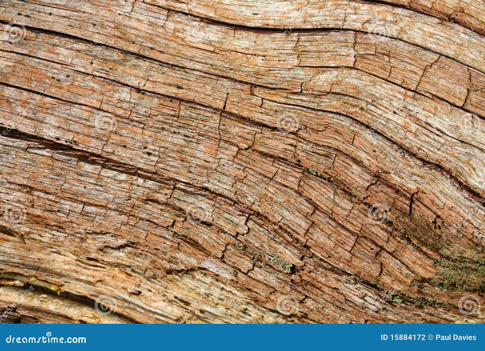 Old Oak stock photo. Image of abstract, post, wood, timber - 15884172