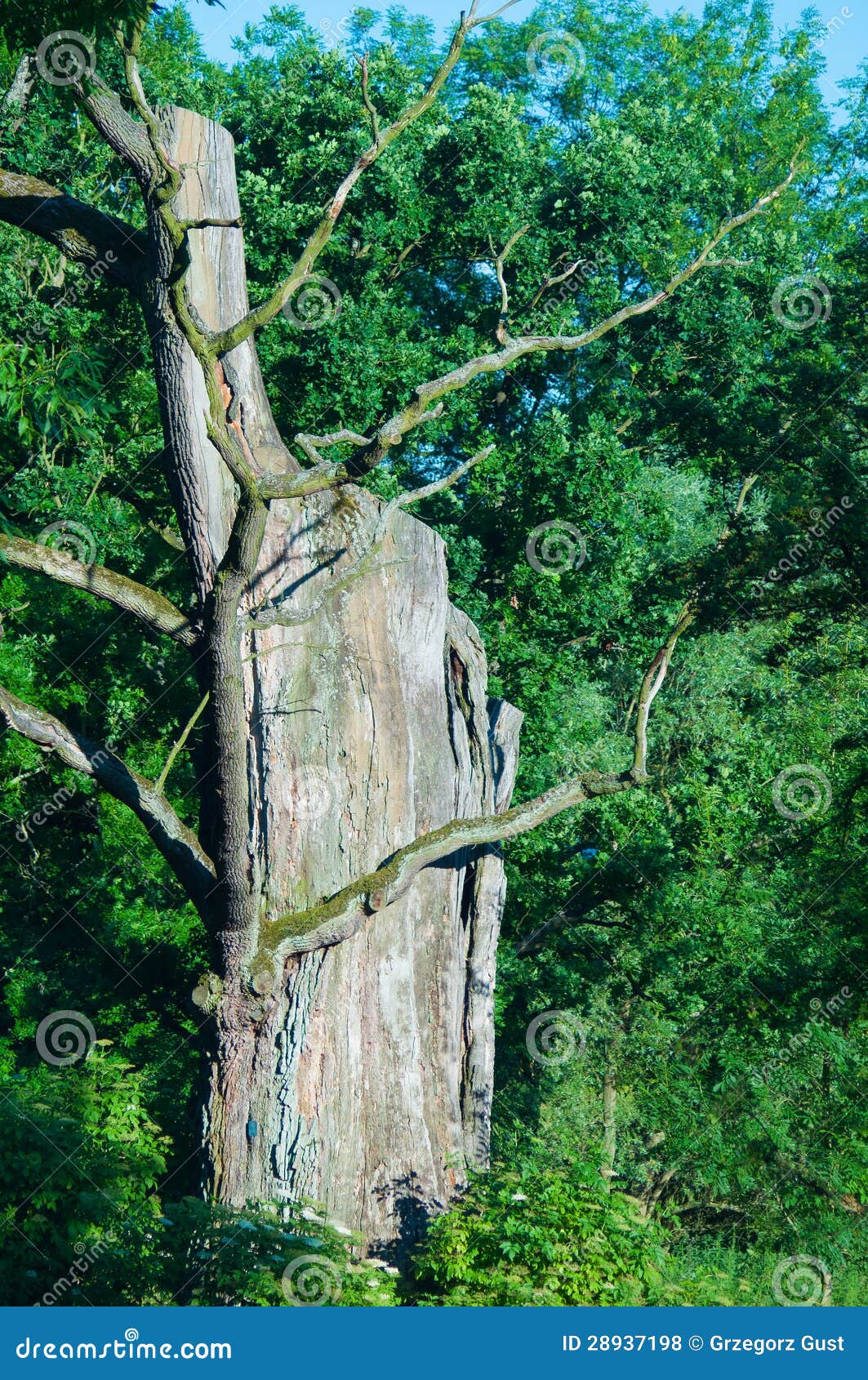 Old oak stock photo. Image of natural, monument, outdoor - 28937198