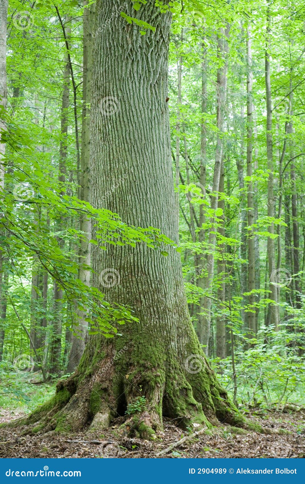 Old oak stock image. Image of lumber, summer, leaves, rare - 2904989