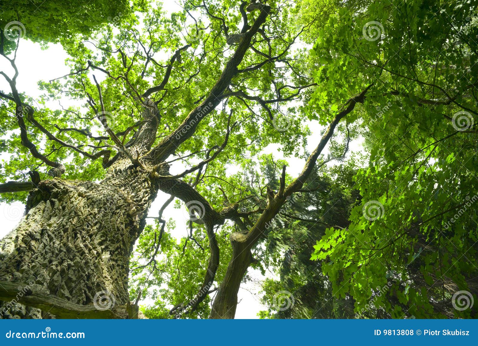 Old oak. stock photo. Image of green, branches, sunny - 9813808