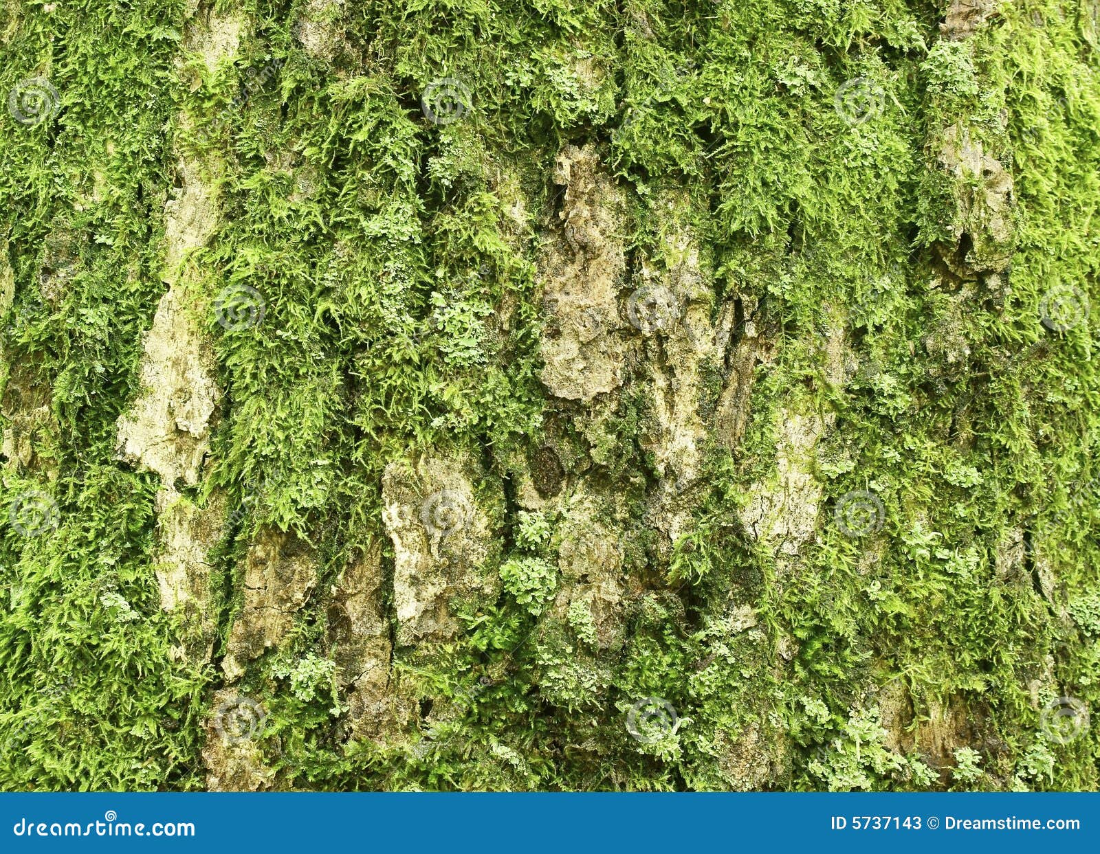 Old Oak Bark with Green Moss Stock Image - Image of moss, leaves: 5737143