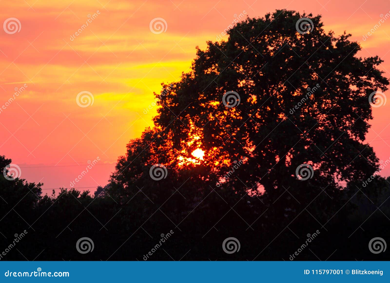 Oak on the Beautiful Sunset Stock Image - Image of life, baobab: 115797001