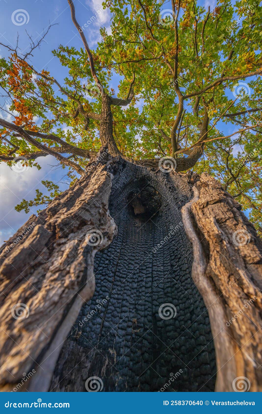 Old Oak Burned by Lightning in a Storm Stock Photo - Image of national ...