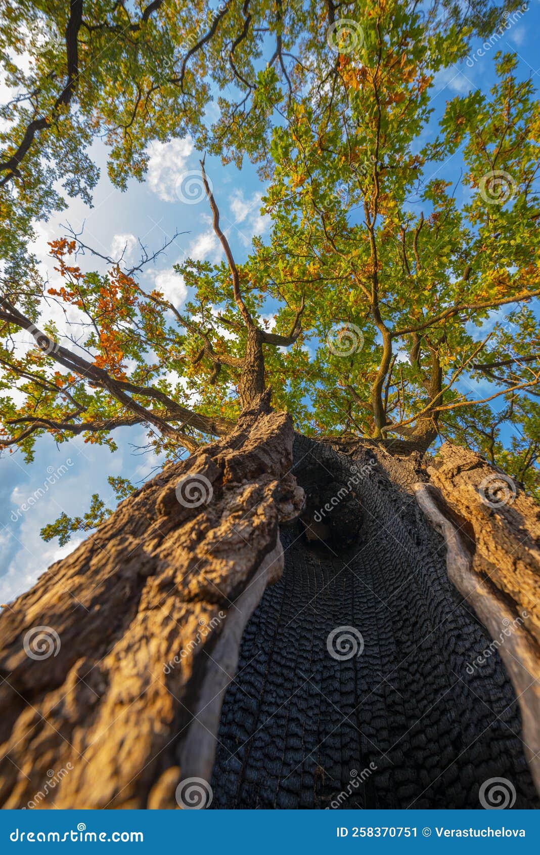 Old Oak Burned by Lightning in a Storm Stock Image - Image of orange ...