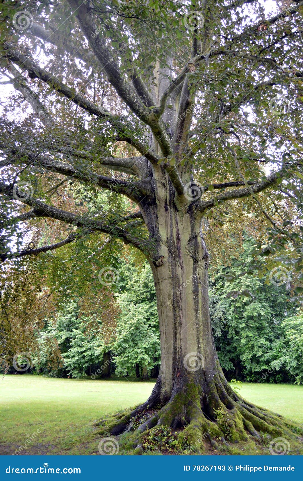 Enormous Roots Of A Tree Growing Over A Stone Wall. Royalty-Free Stock ...