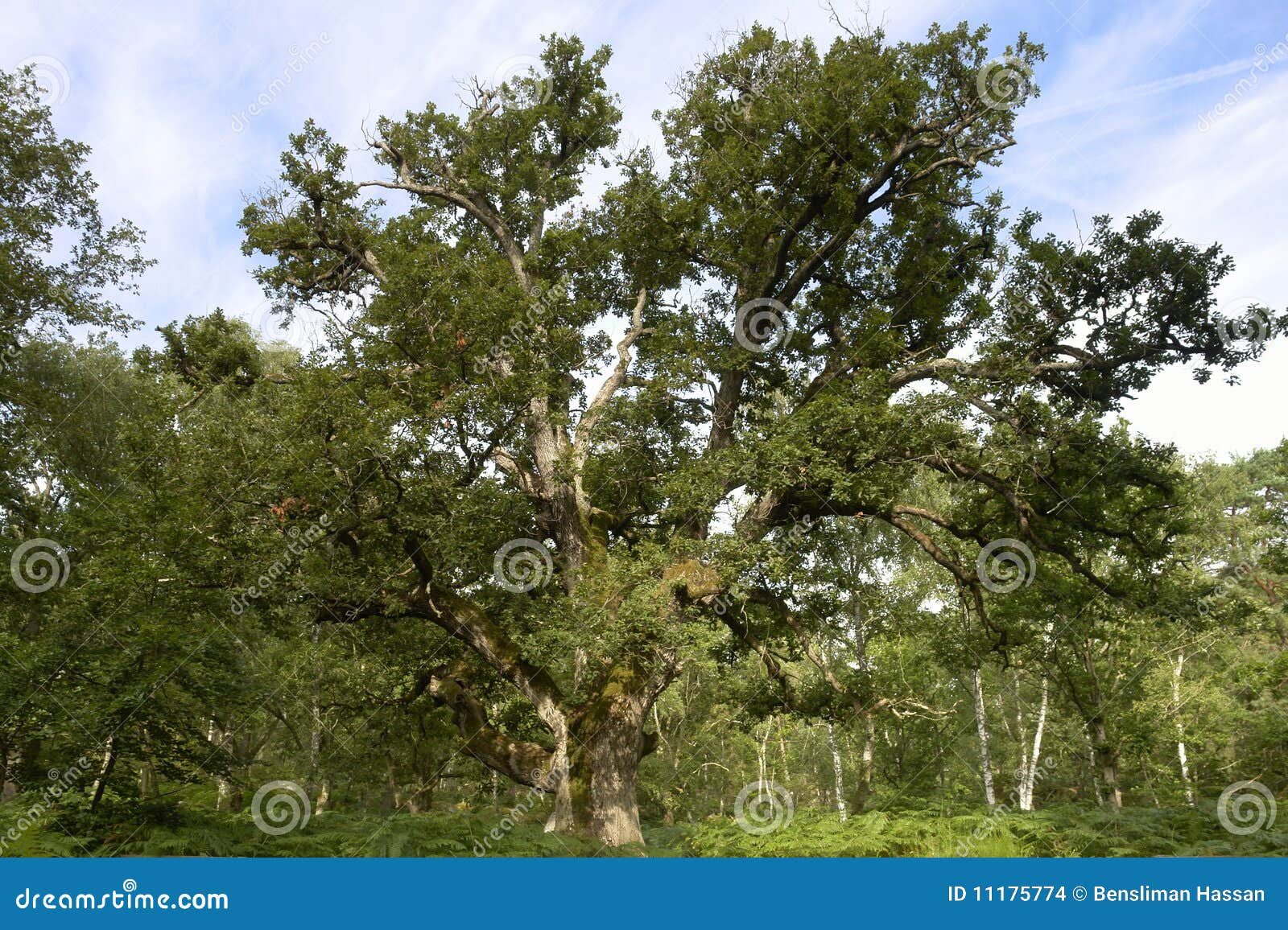 Old Oak in Fontainebleau Forest Stock Photo - Image of undergrowth ...