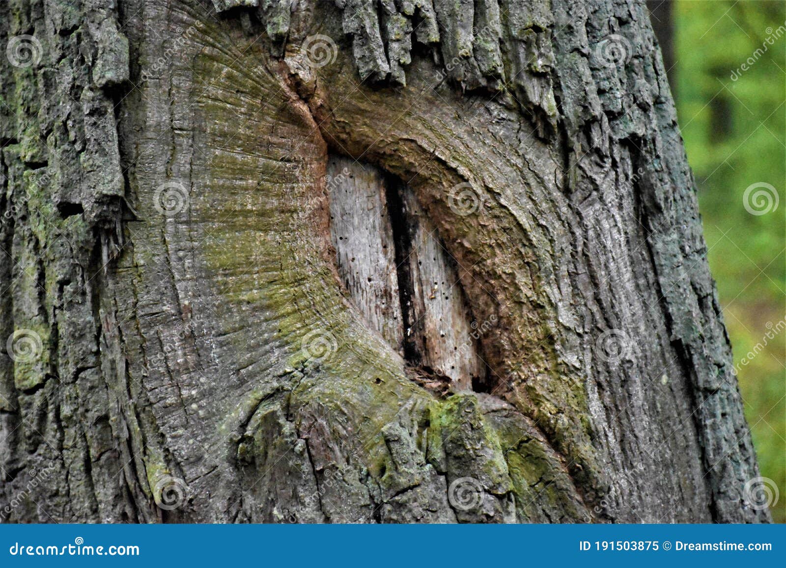 Missing branch in the tree stock image. Image of branches - 191503875