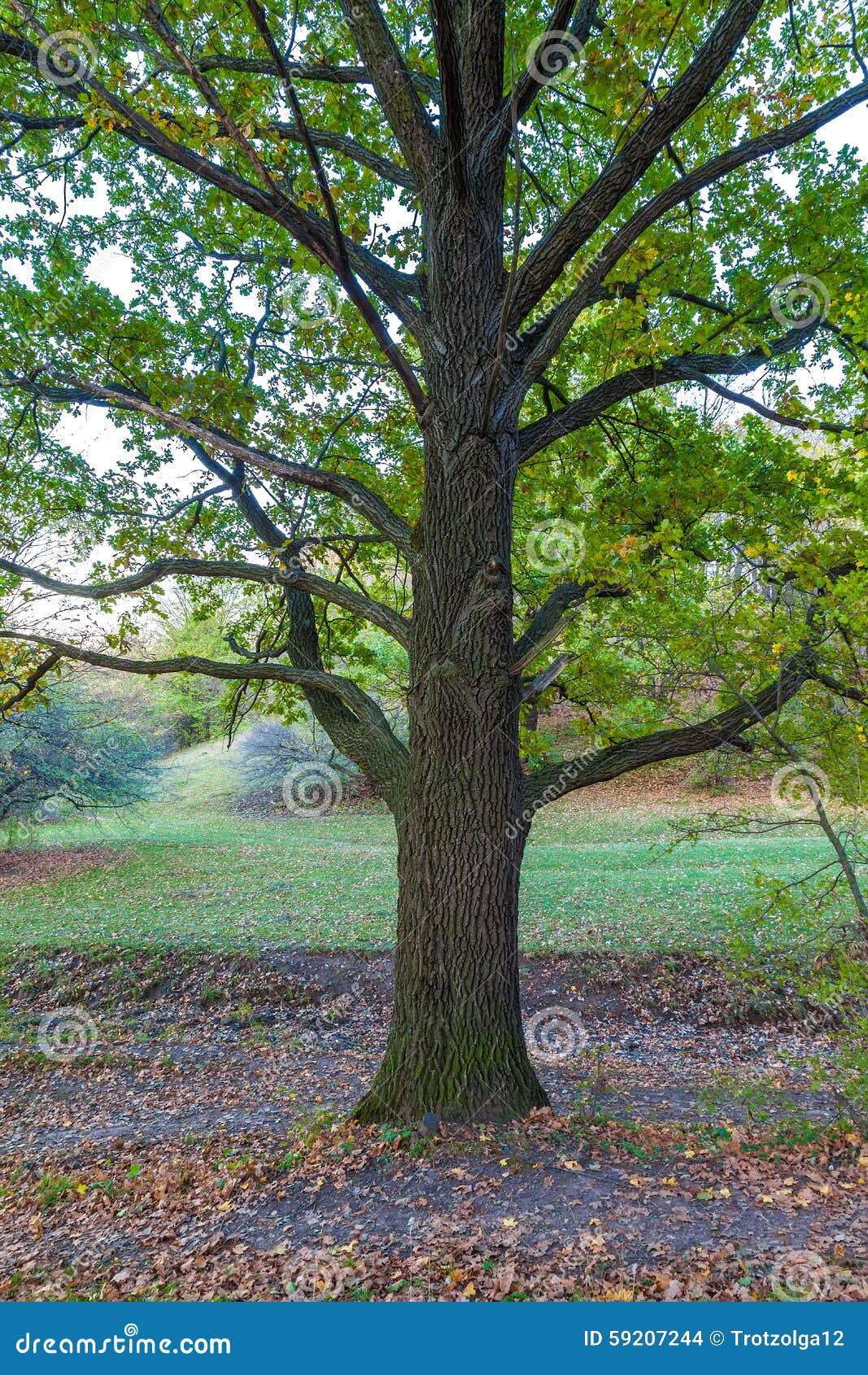Old oak in a forest glade stock photo. Image of ancient - 59207244