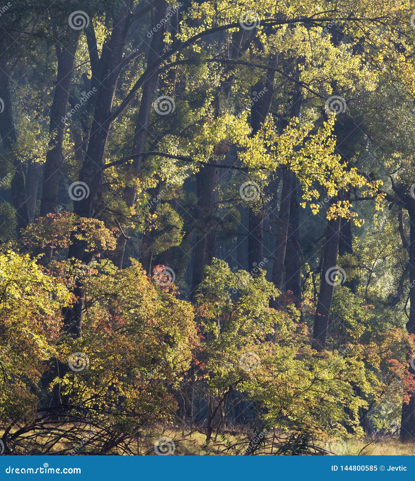 Old Oak Forest in Late Summer Stock Image - Image of fall, deciduous ...