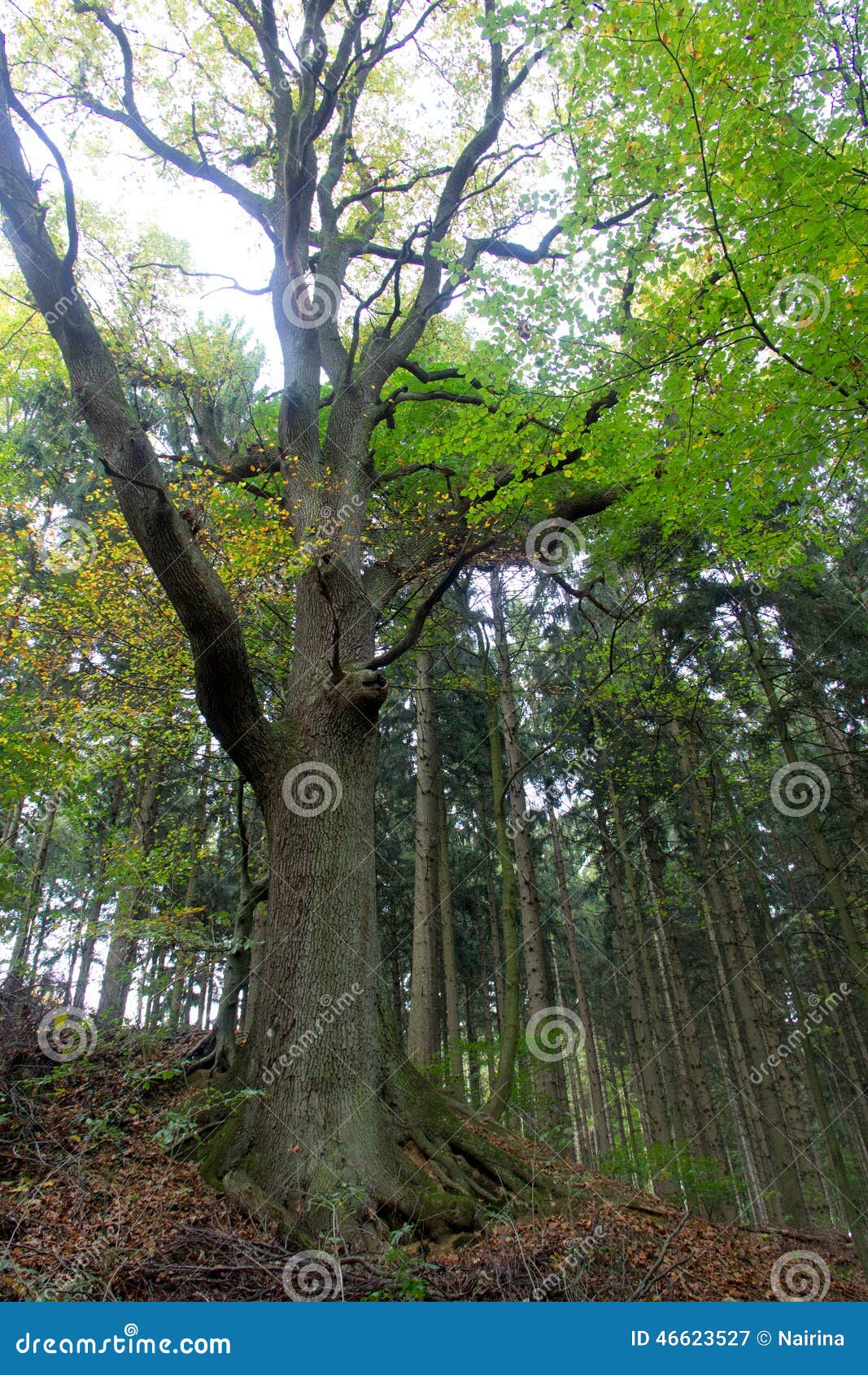 Old oak in forest stock image. Image of plant, outdoor - 46623527