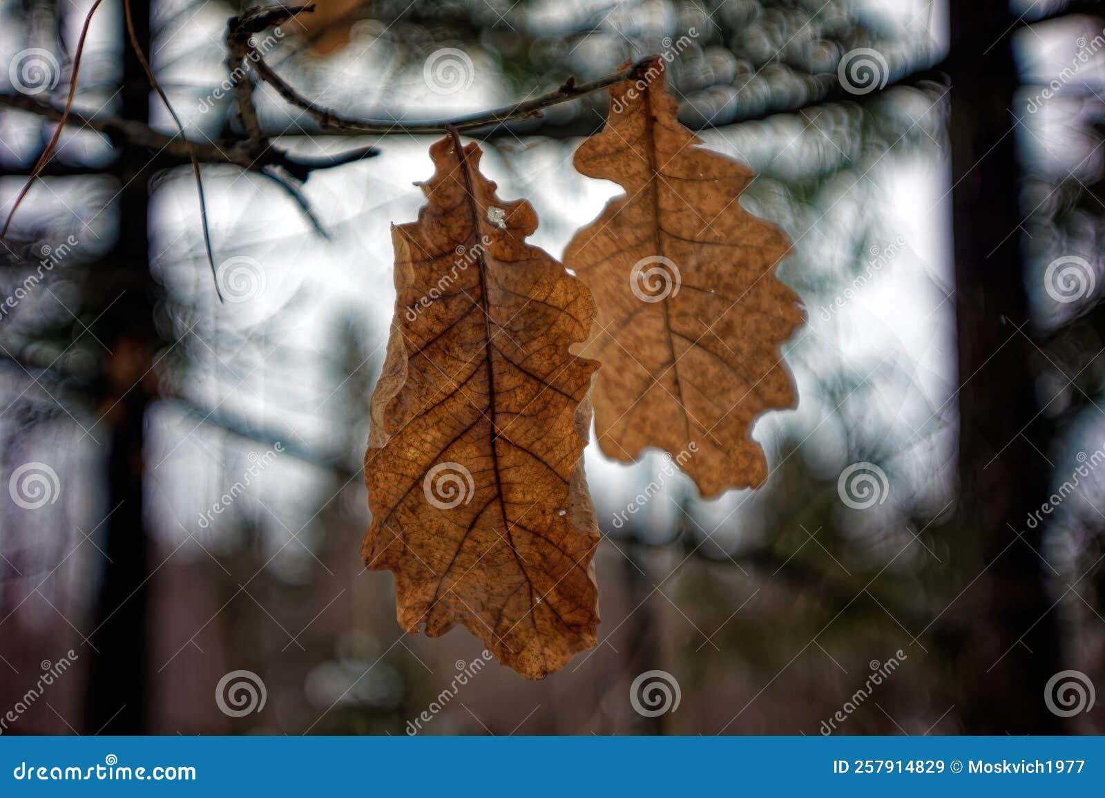Old oak leaf on a branch stock image. Image of branch - 257914829