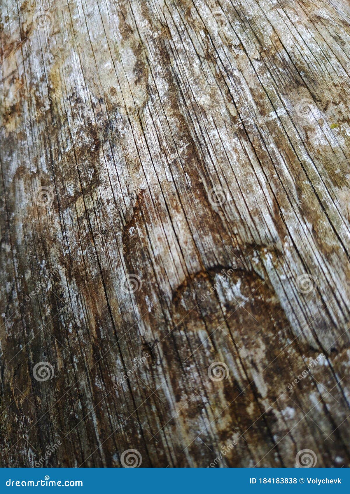 An Old Oak Log with a Bright Tree Pattern Stock Photo - Image of winter ...