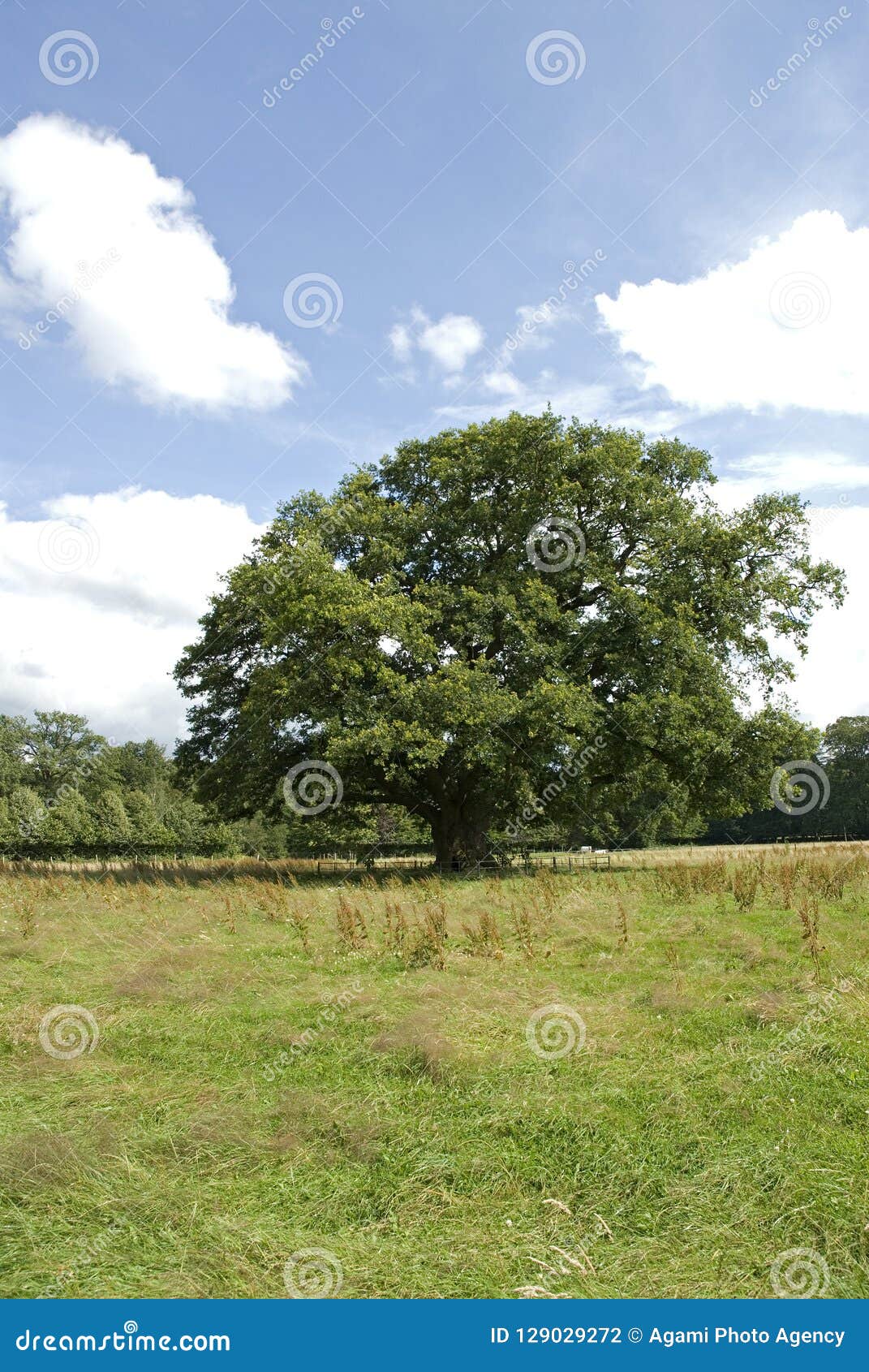 Old Oak, Oude Eik stock photo. Image of landscape, trees - 129029272