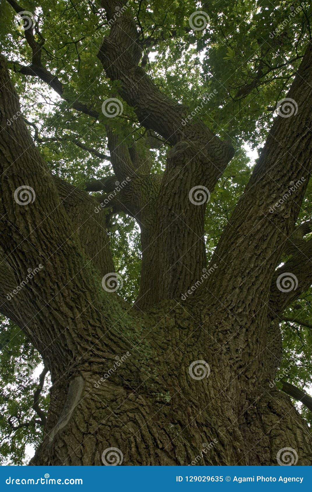 Old Oak, Oude Eik stock image. Image of trees, bomen - 129029635