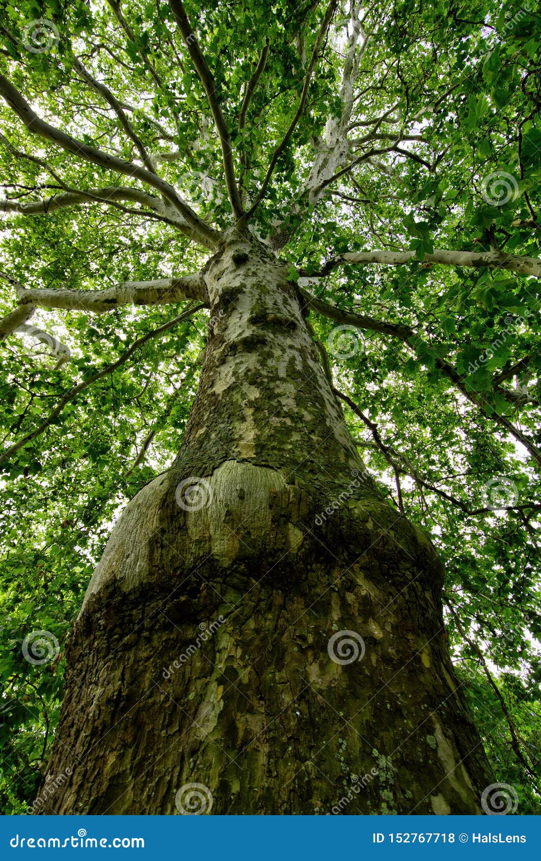 Old Oak stock photo. Image of abstract, autumn, natural - 152767718