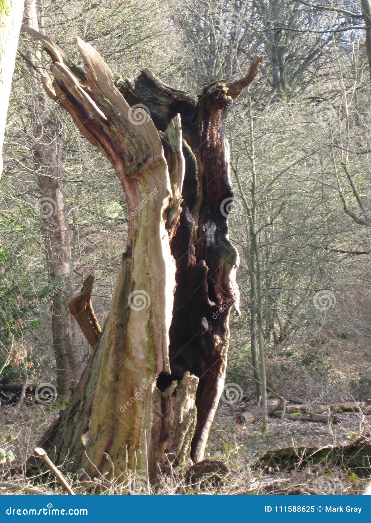 Old Oak stock image. Image of forest, tree, remains - 111588625