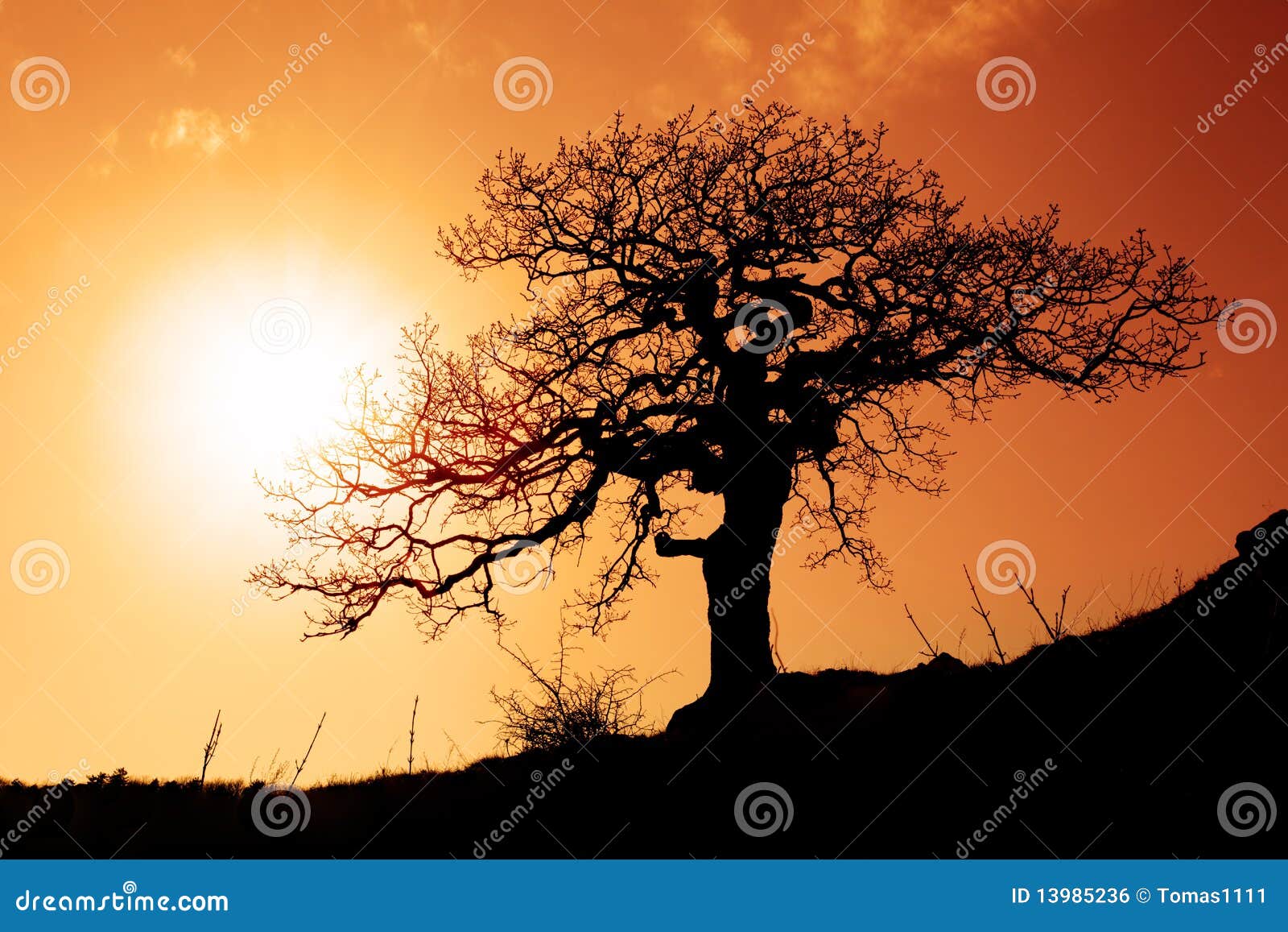 Old oak in sunset stock photo. Image of light, life, palava - 13985236