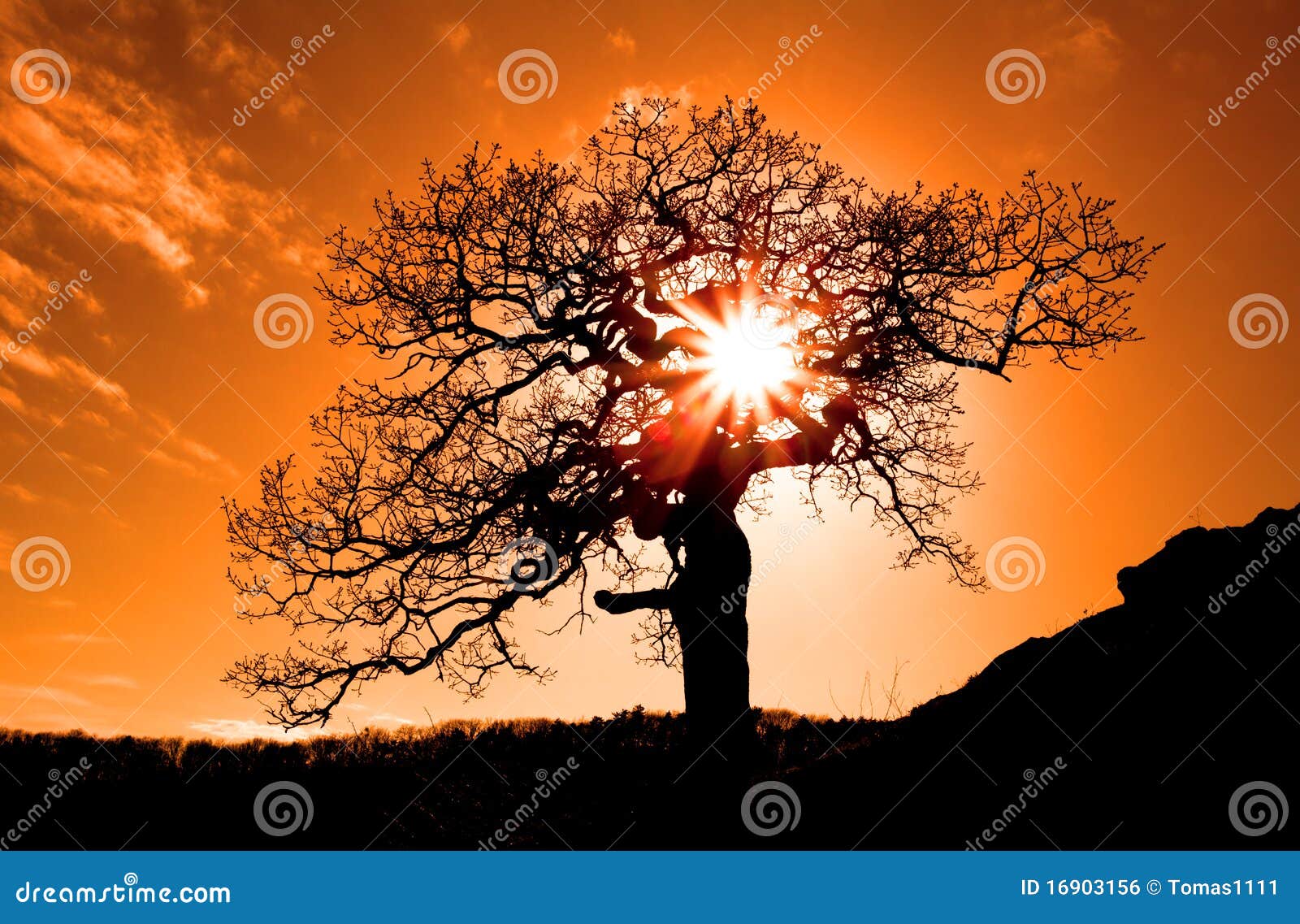 Old oak in sunset stock photo. Image of environment, bush - 16903156