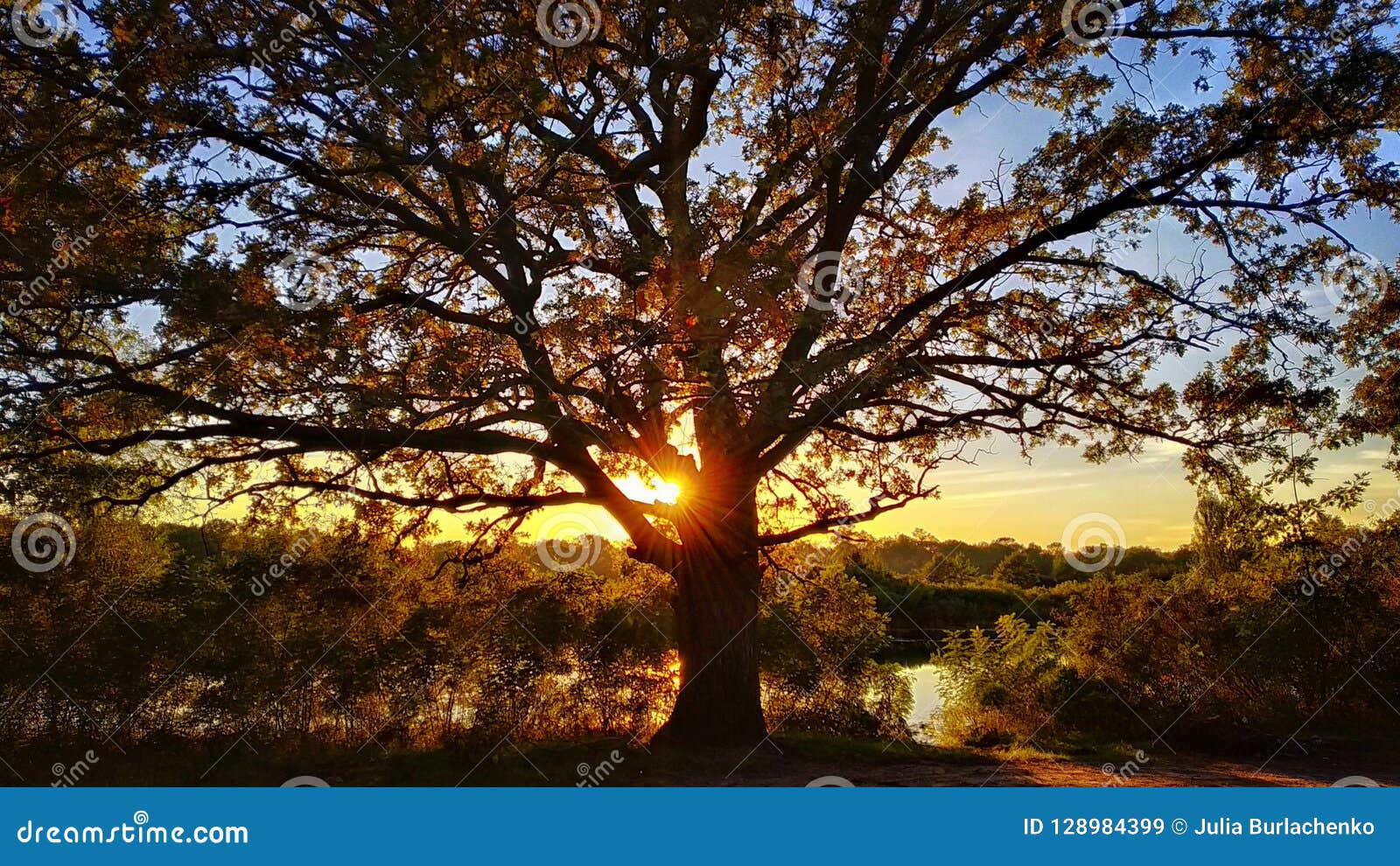 Old Oak on a Sunset. Beautiful Fall Scene Stock Image - Image of park ...