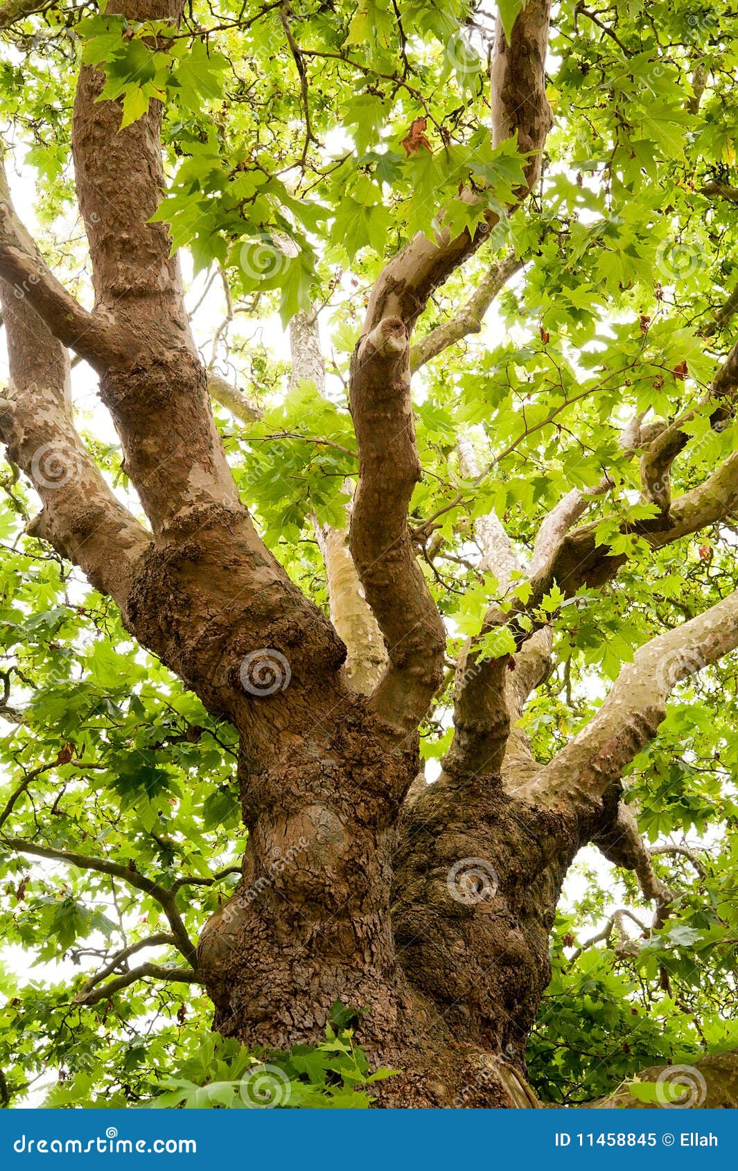 Old Oak tree stock image. Image of lush, colorful, leaves - 11458845