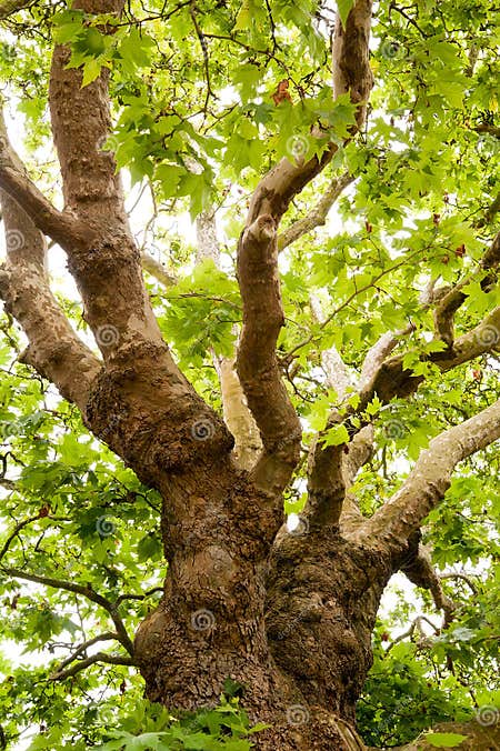 Old Oak tree stock image. Image of lush, colorful, leaves - 11458845