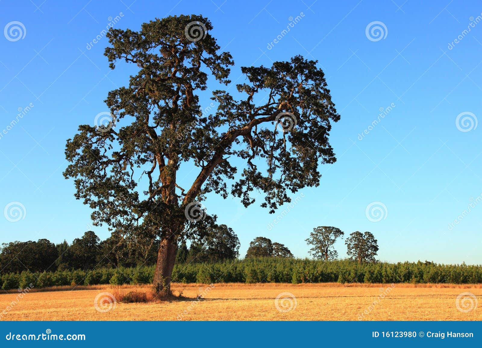 Old Oak Tree stock photo. Image of landscape, lone, beautiful - 16123980