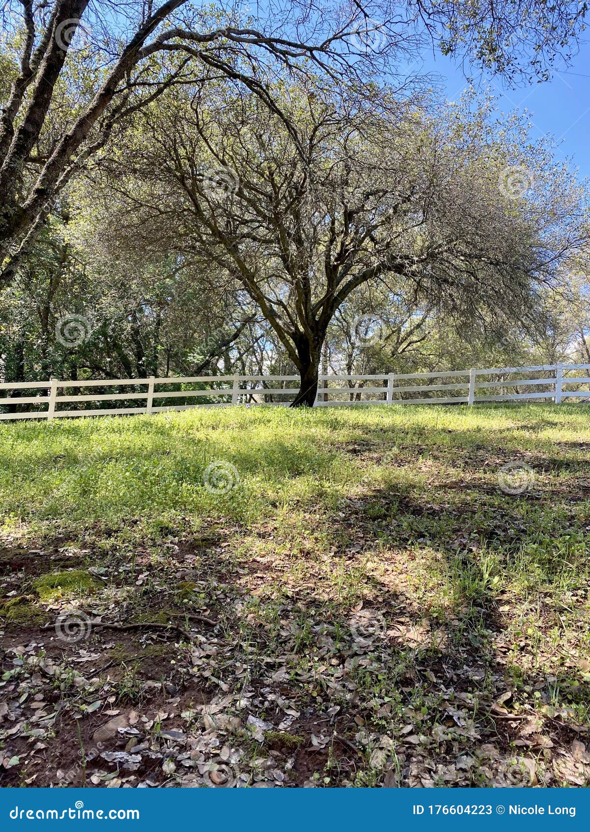 Old Oak tree stock image. Image of spring, nature, tree - 176604223