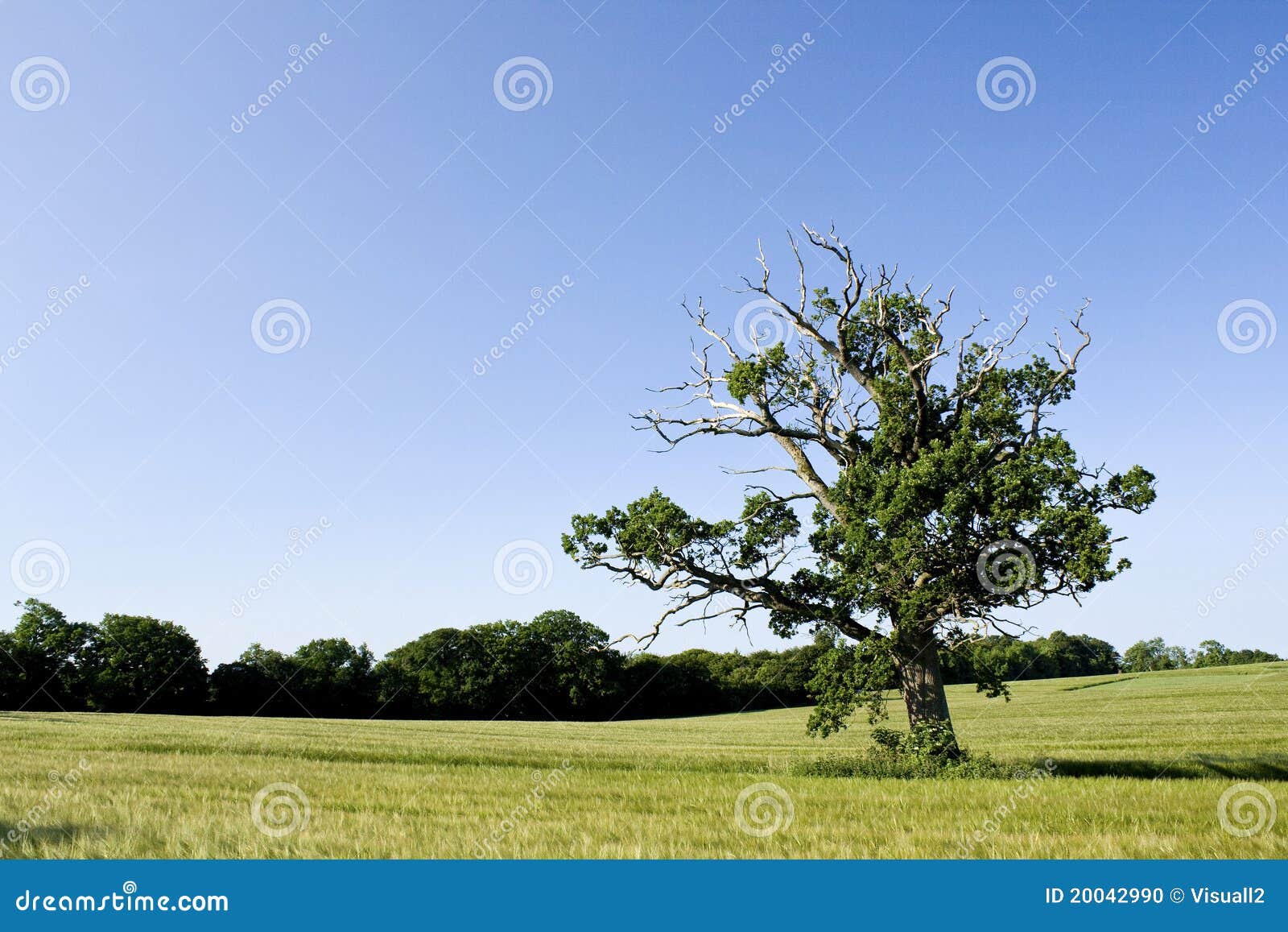 Old Oak Tree stock photo. Image of tree, sunlight, season - 20042990