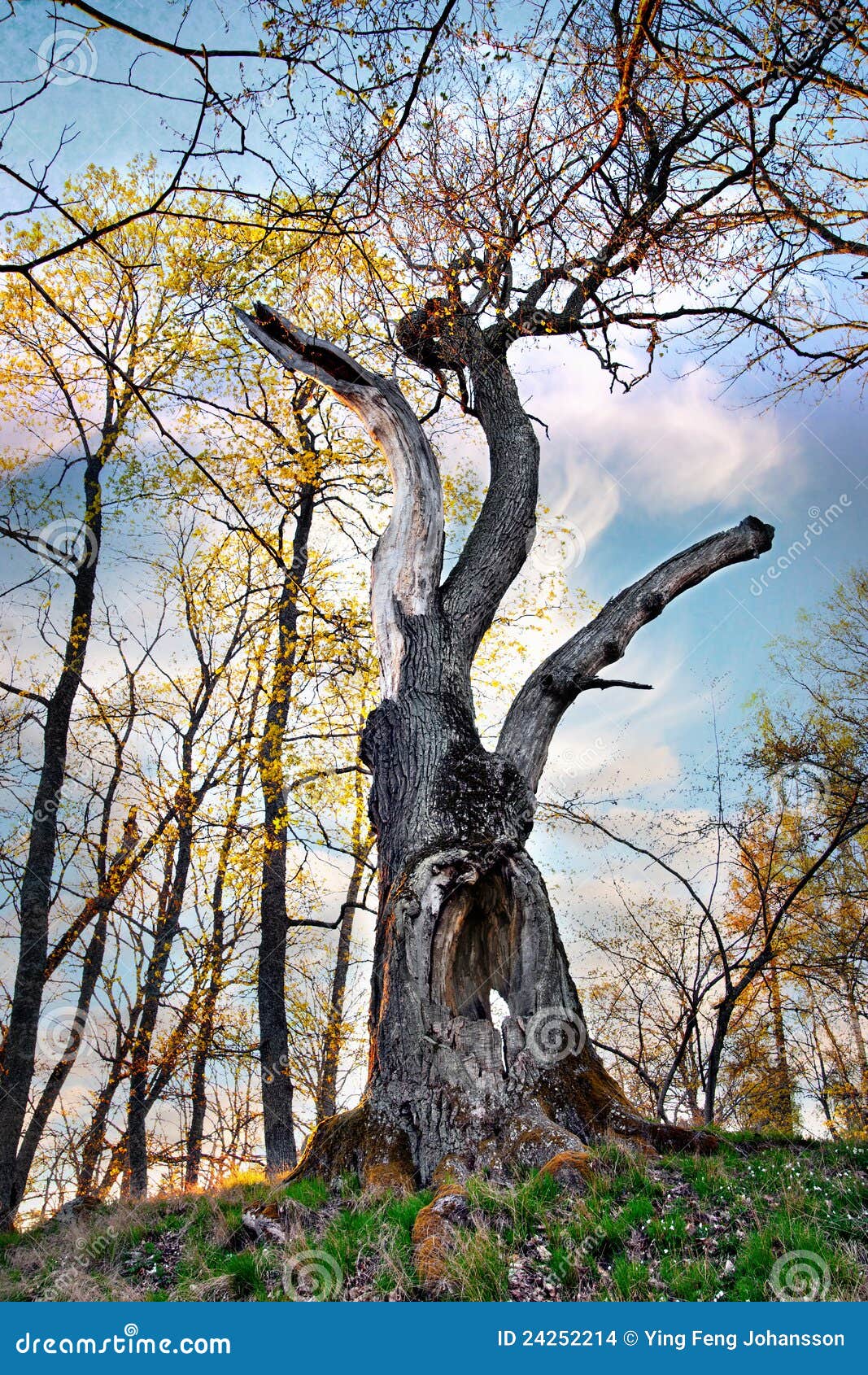 Old oak tree stock photo. Image of tall, nature, mighty - 24252214