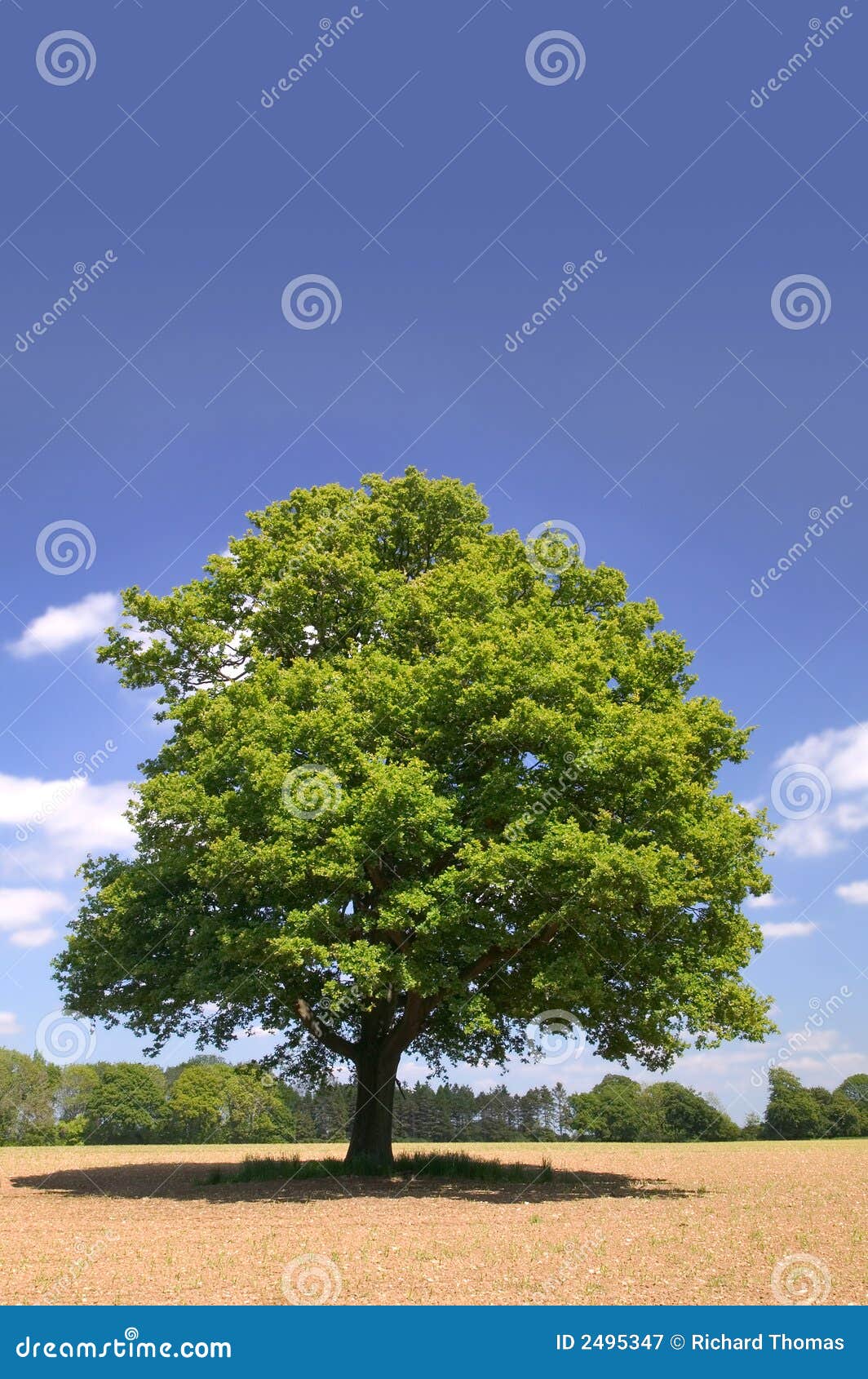 An old oak tree stock image. Image of leaf, field, clouds - 2495347