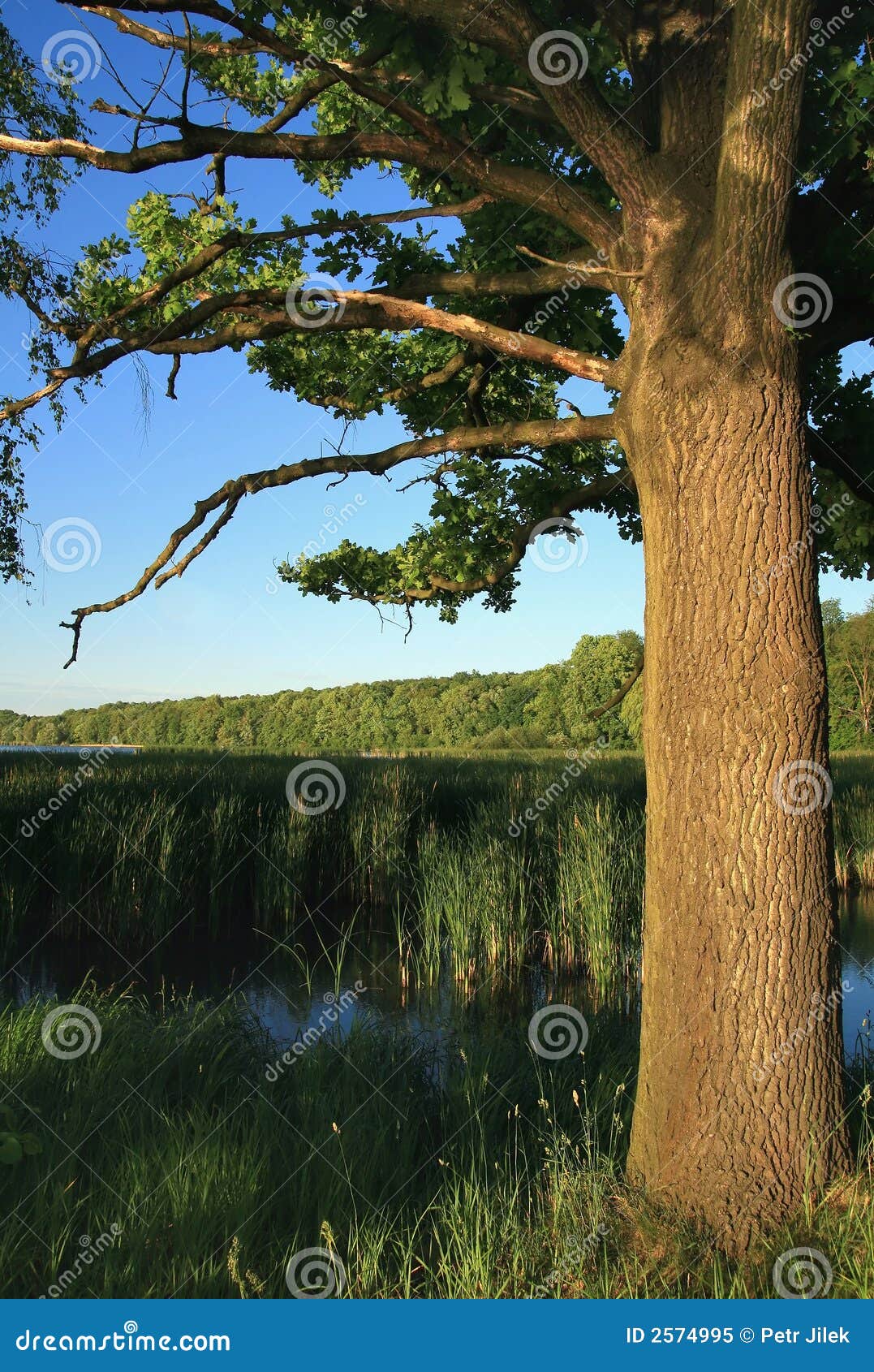 Old oak-tree stock image. Image of grass, pond, summer - 2574995