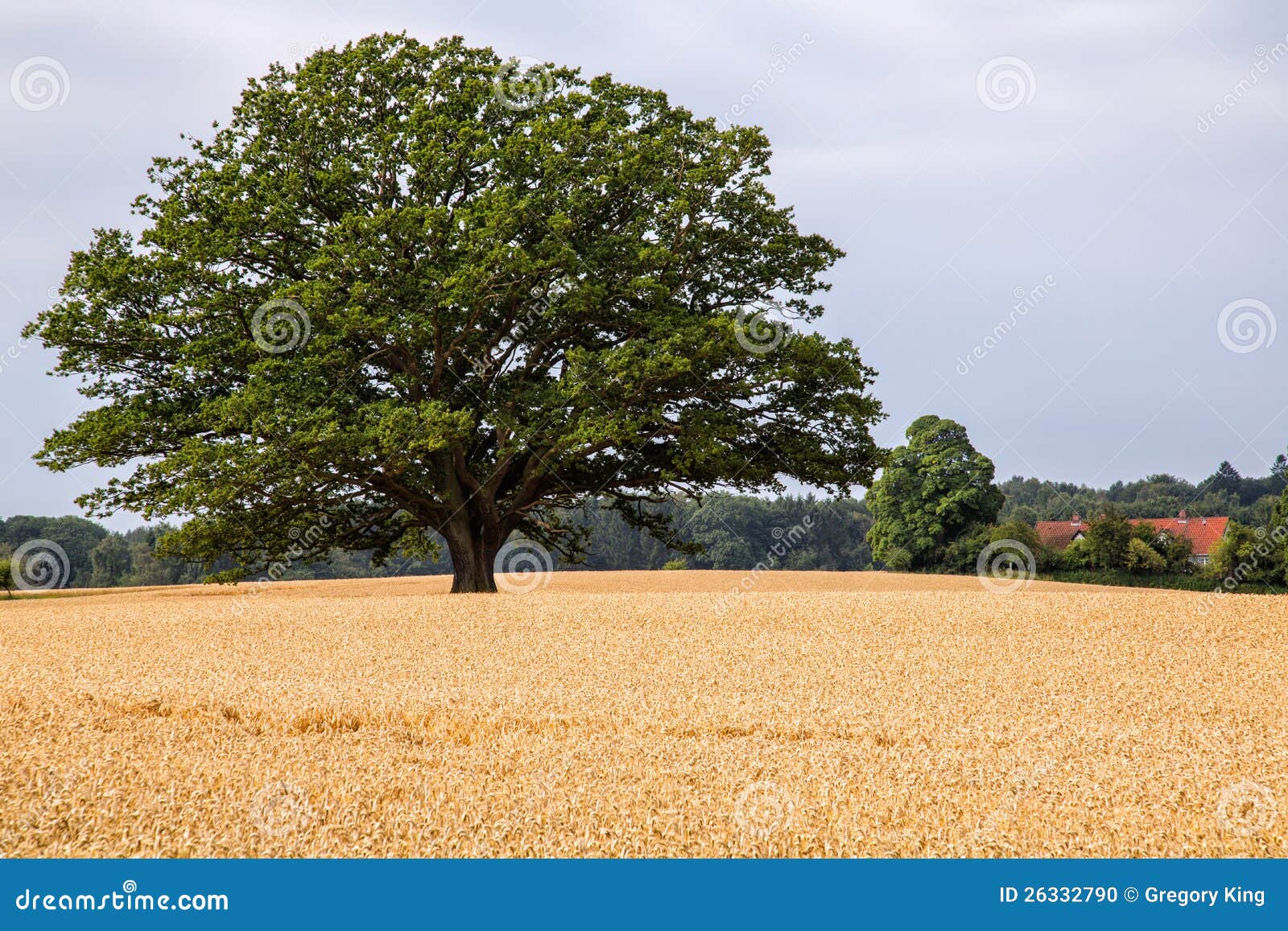 Old Oak Tree stock photo. Image of grains, farm, rural - 26332790