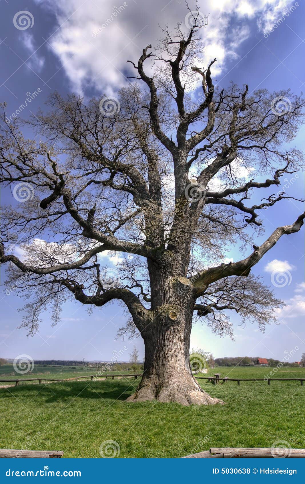 Old oak tree stock photo. Image of landscape, nature, lonely - 5030638