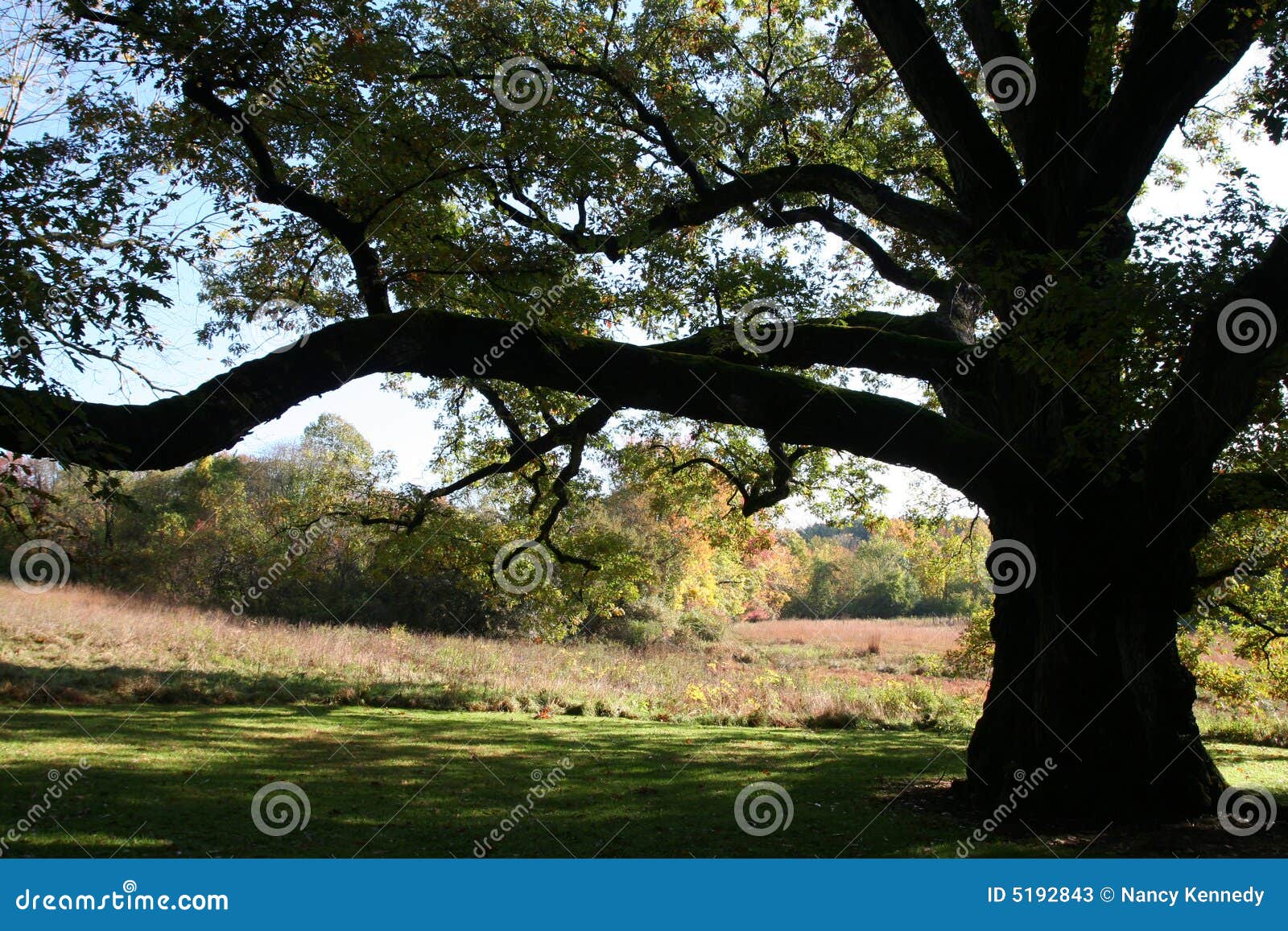 Old Oak Tree stock image. Image of tree, shadow, branches - 5192843