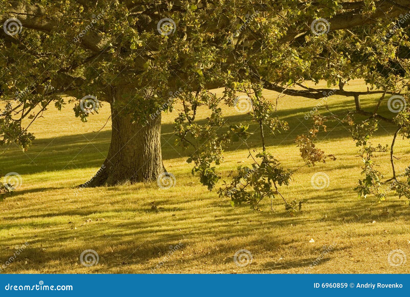 Old oak tree stock image. Image of outdoor, leaves, park - 6960859