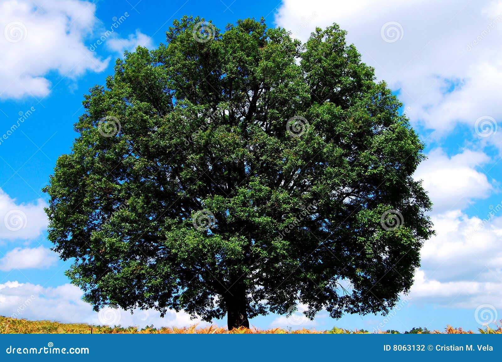 OLD OAK TREE stock photo. Image of rural, lonely, nature - 8063132