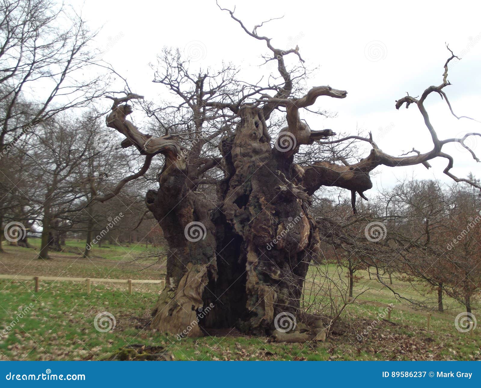 OLD OAK stock image. Image of tree, woodland, ancient - 89586237