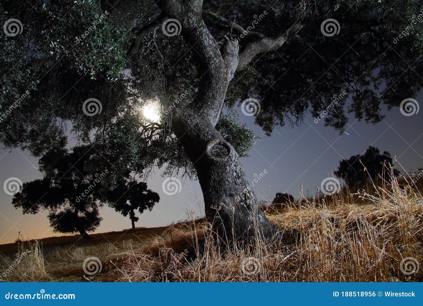Old Oak Tree Against the Moon in the Night Sky in Andalusia Stock Photo ...