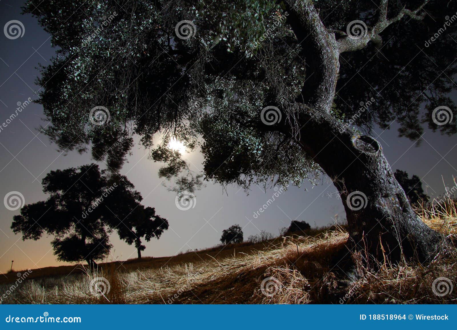 Old Oak Tree Against the Moon in the Night Sky in Andalusia Stock Photo ...