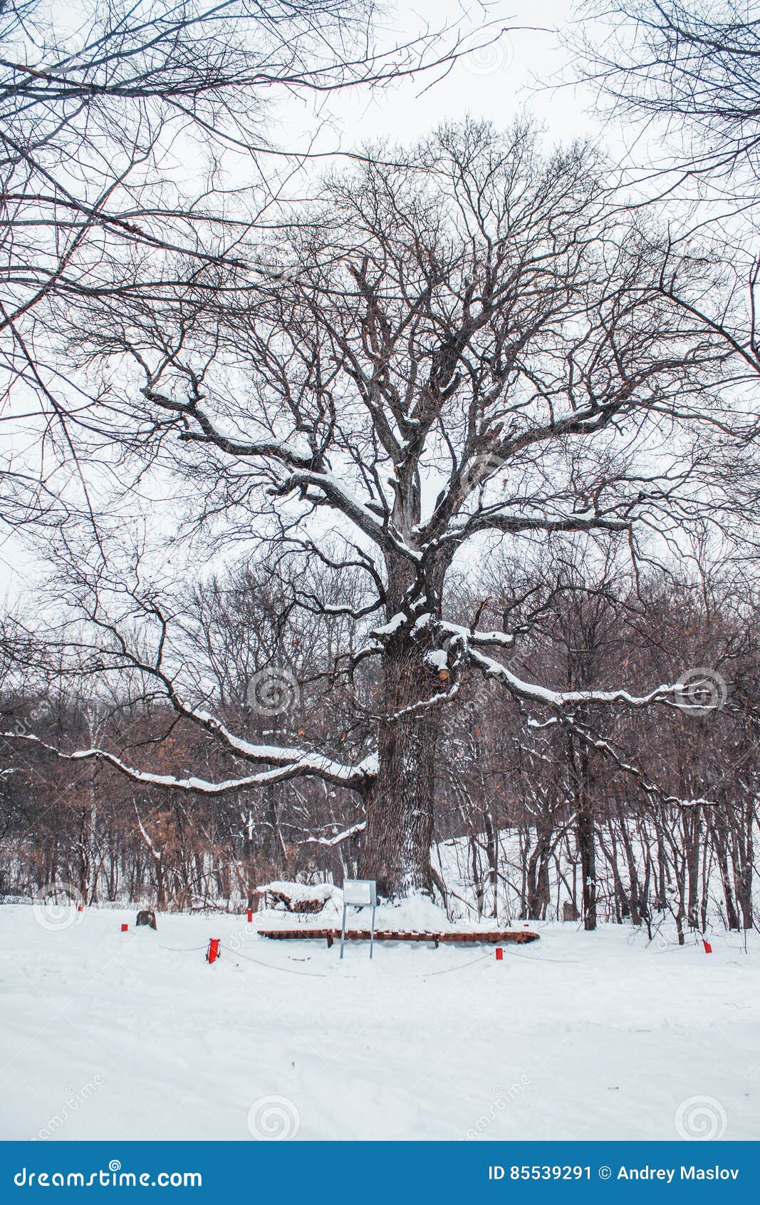 Old Oak Tree in the Age of 585 Years Standing in the Woods in Winter ...