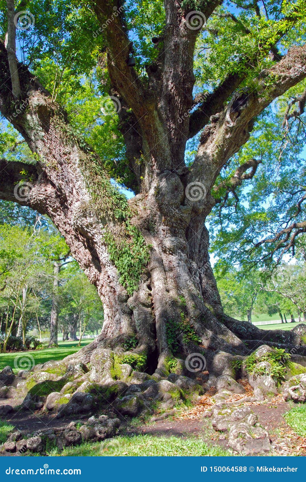Old oak tree stock photo. Image of forest, persistence - 150064588