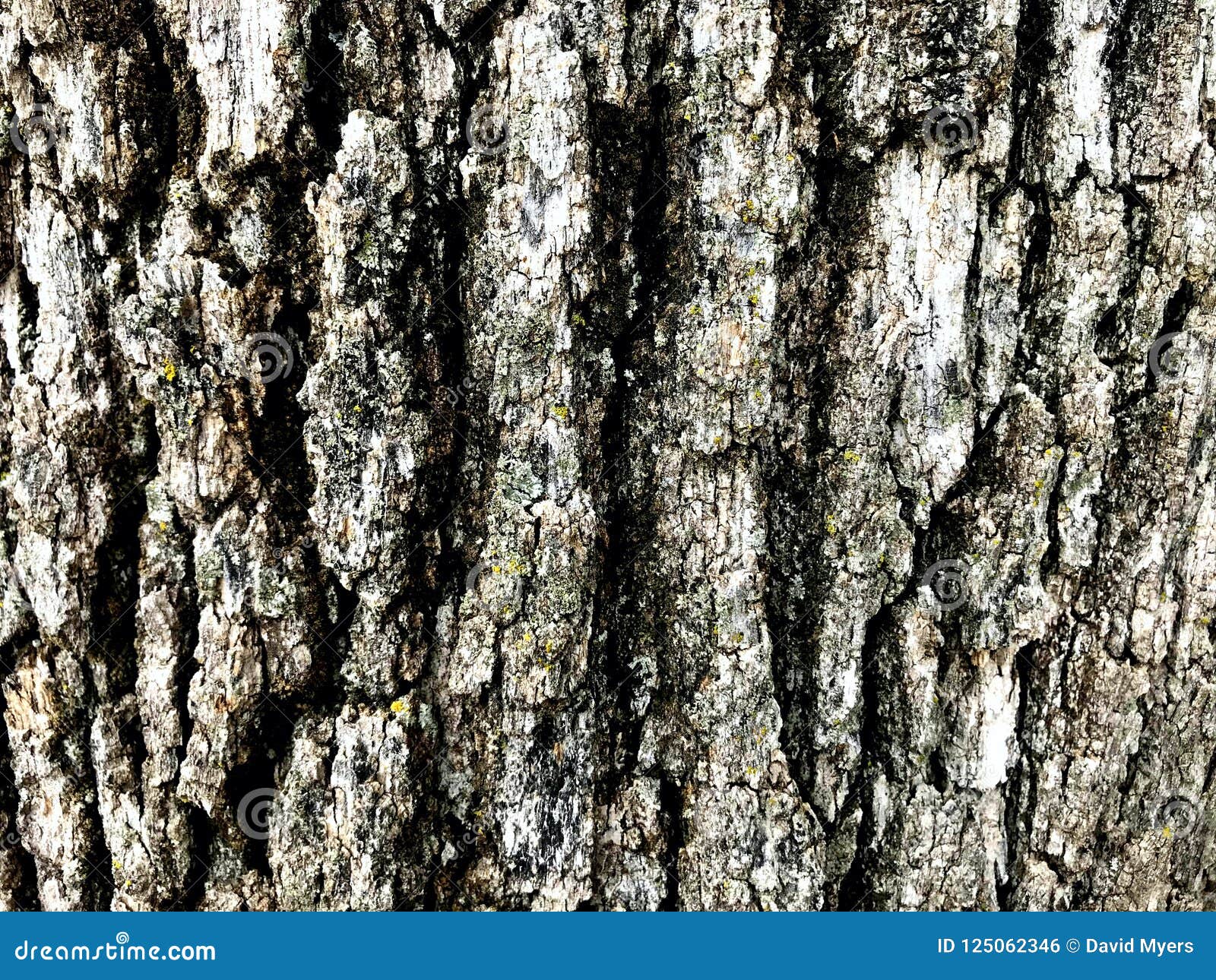 Old Oak Tree Bark, Natural Background Texturedd Stock Photo - Image of ...