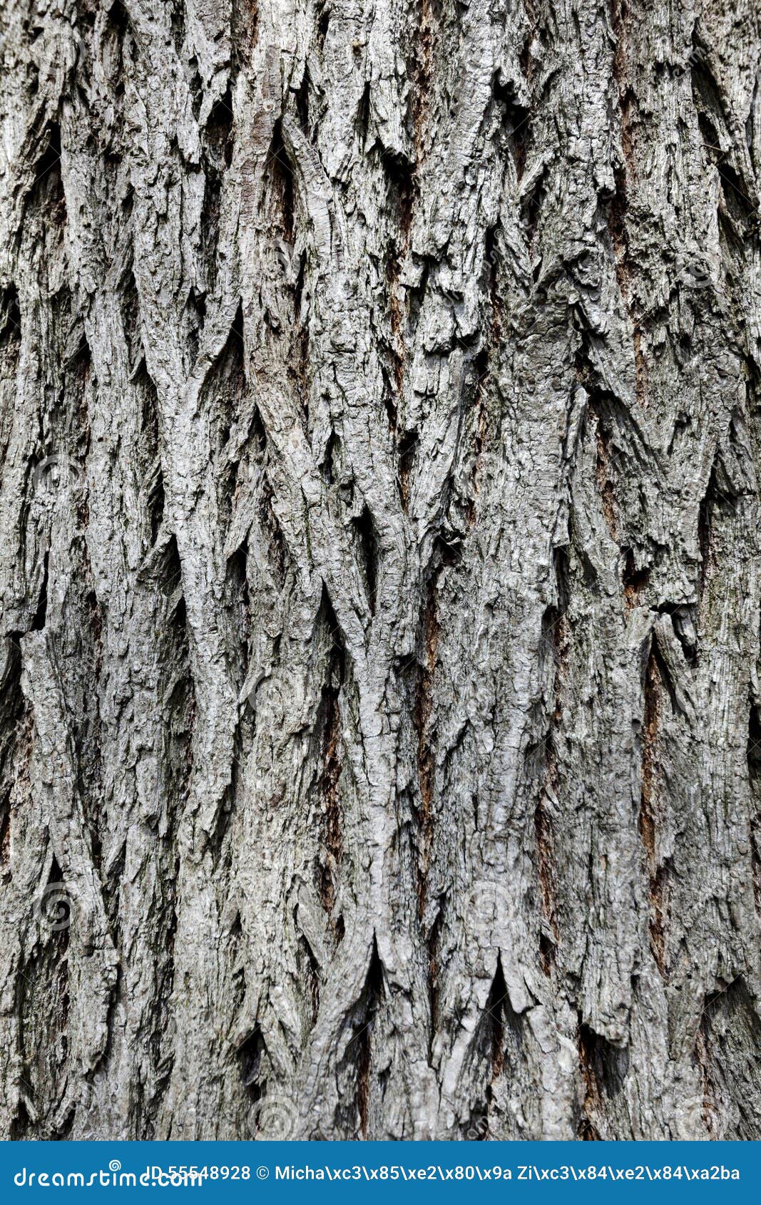 Old Oak Tree Bark Structure Stock Photo - Image of structuse, hardwood ...