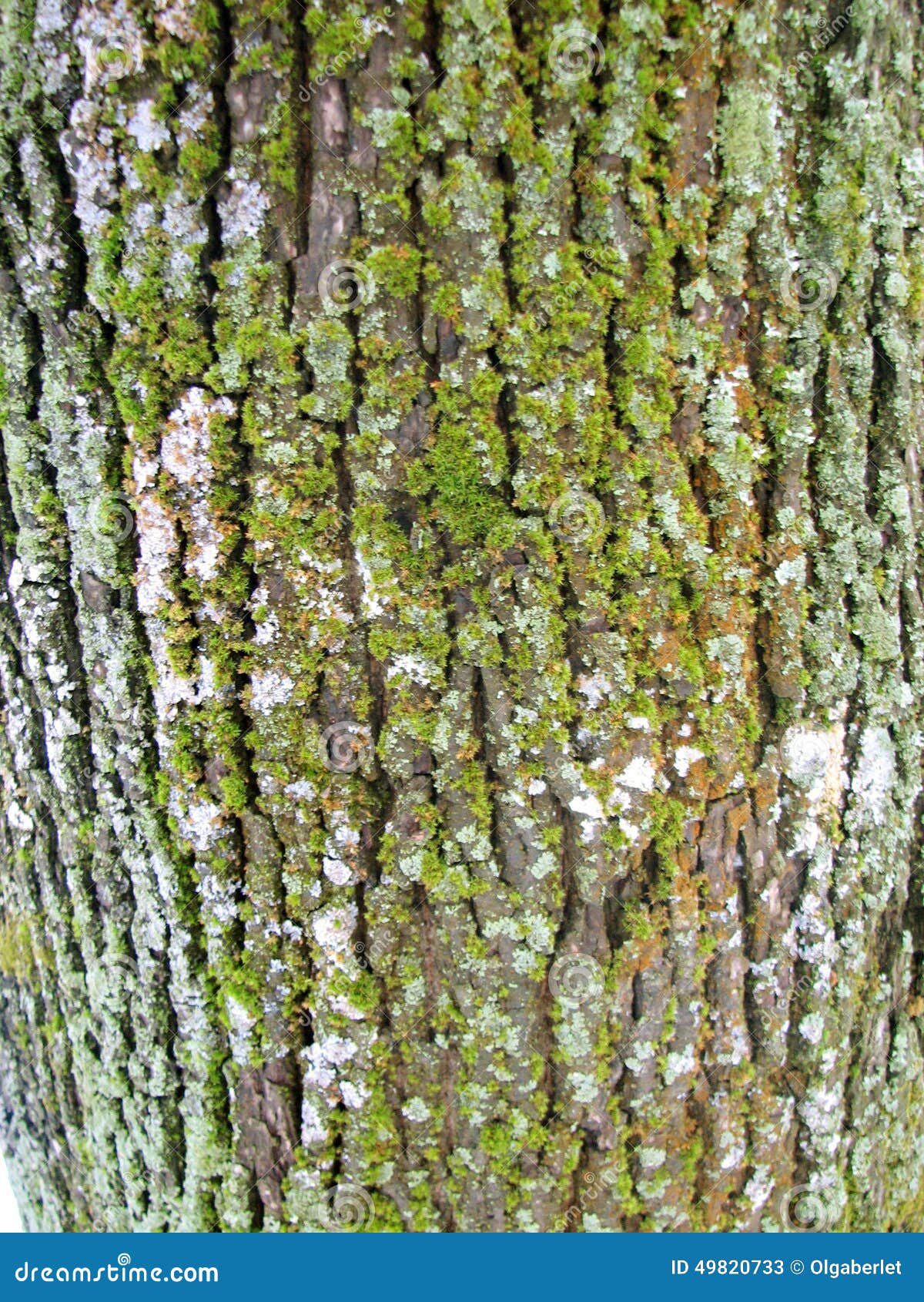 Old Oak Tree Bark Texture Pattern Stock Image - Image of bark, nature ...