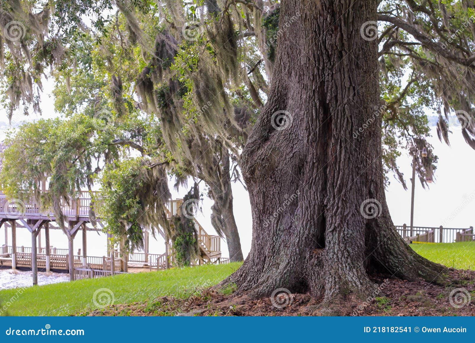 Old Oak Tree stock image. Image of dock, spanish, port - 218182541