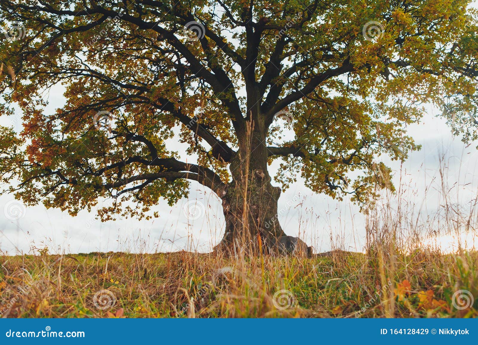 Old Oak Tree Branches with Yellow Autumn Foliage Stock Image - Image of ...