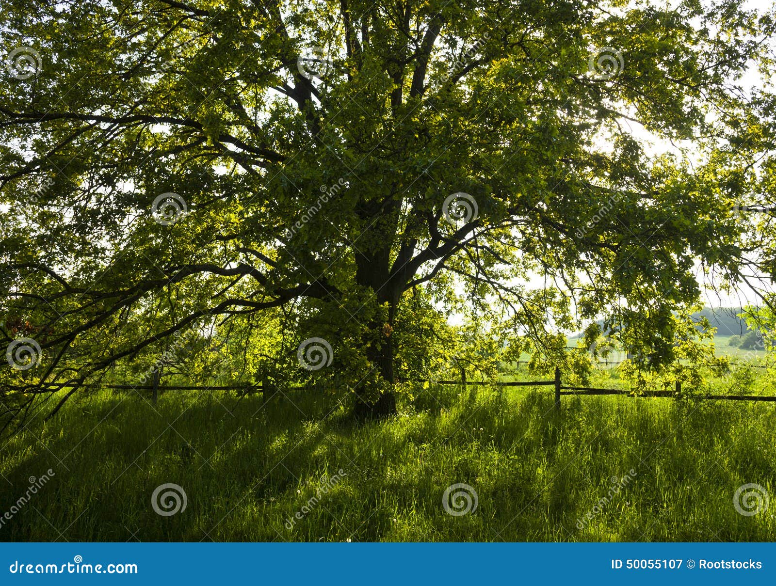 The Old Oak Tree in Bright Summer Day Stock Image - Image of colorful ...