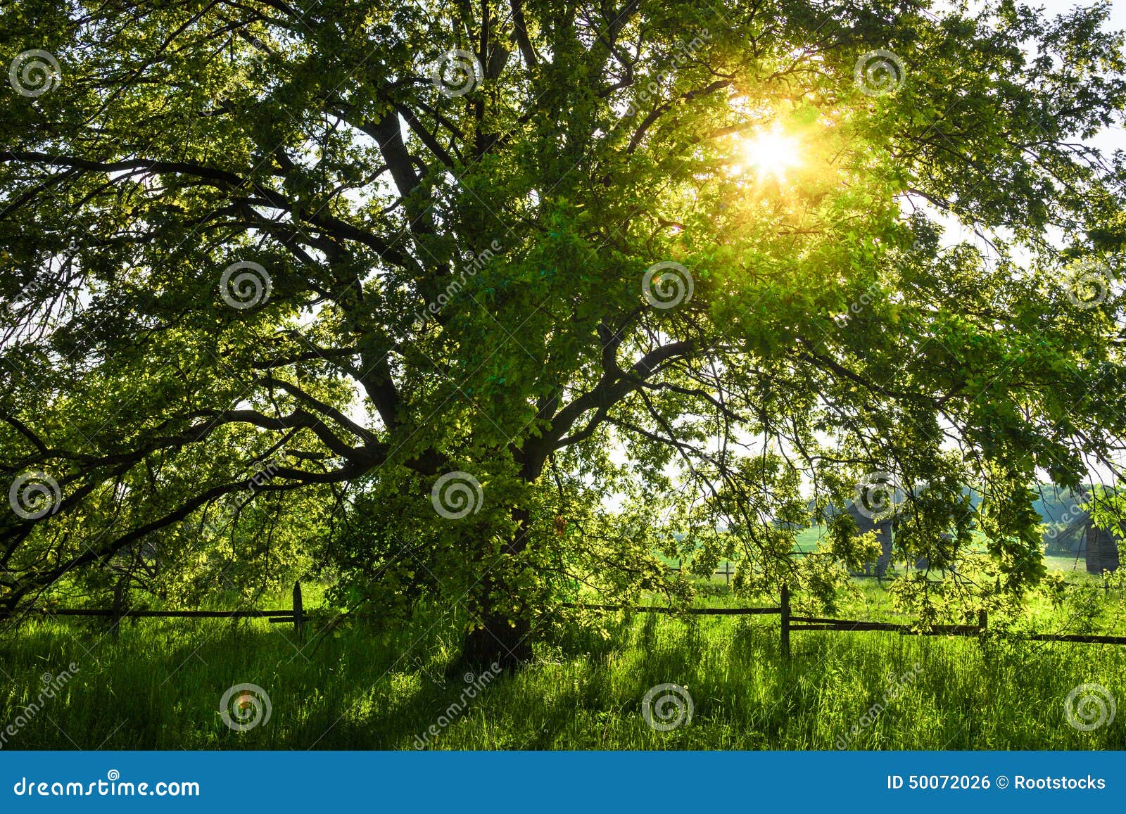 The Old Oak Tree in Bright Summer Day Stock Photo - Image of crown ...