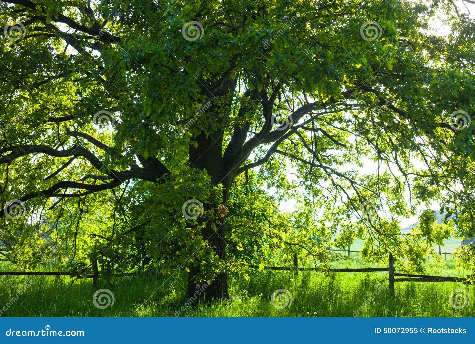 The Old Oak Tree in Bright Summer Day Stock Image - Image of branchy ...