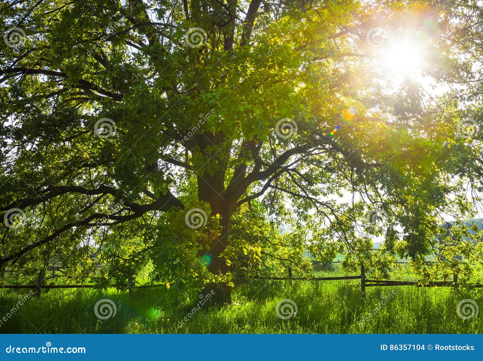 The Old Oak Tree in Bright Summer Day Stock Photo - Image of bole ...